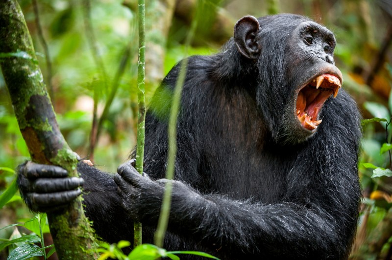 Chimpanzee Leadership Styles – Louise Elliott (@IvanaTerrorBull)